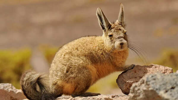 Gen Z’s spirit animal? The sleepy, sulky viscacha: All about it - Times ...
