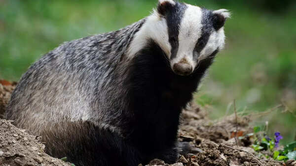 THIS animal is even feared by lions and hyenas - Times of India