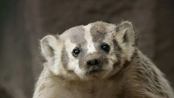 THIS animal is even feared by lions and hyenas - Times of India