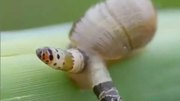 This dangerous parasite can turn snails into real zombies and can ...