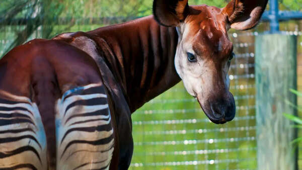 Not a zebra or a giraffe! THIS is the mysterious animal of Africa - The ...