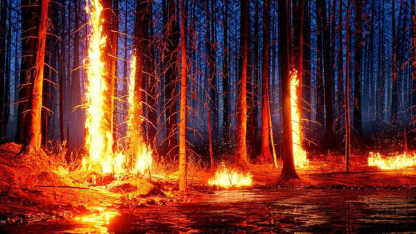 Massive fire in Himachal: 5 reasons why forest fires happens - Times of ...