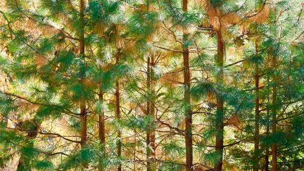 Massive fire in Himachal: 5 reasons why forest fires happens - Times of ...