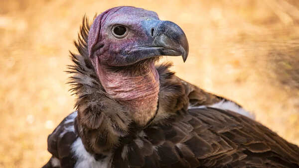 5 largest vulture species and what makes them unique - The Times of India