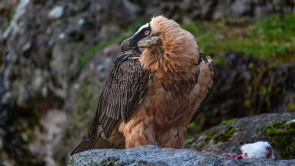 5 largest vulture species and what makes them unique - The Times of India