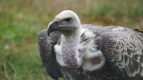 5 largest vulture species and what makes them unique - The Times of India
