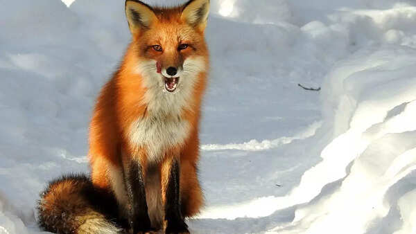 Discover 10 stunning red animals around the world | - Times of India