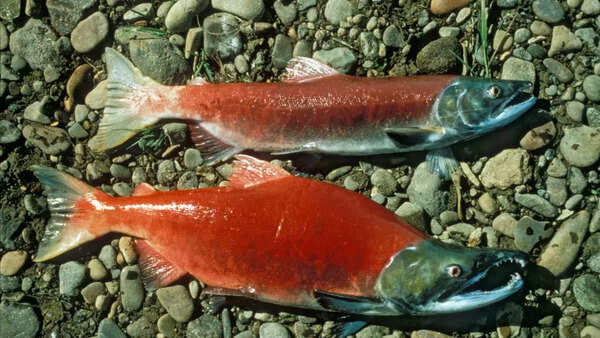 Discover 10 stunning red animals around the world | - Times of India