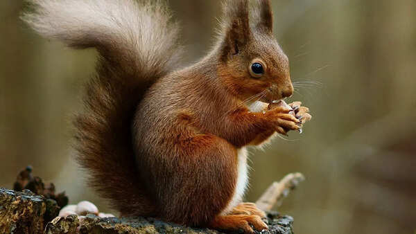 Discover 10 stunning red animals around the world | - Times of India