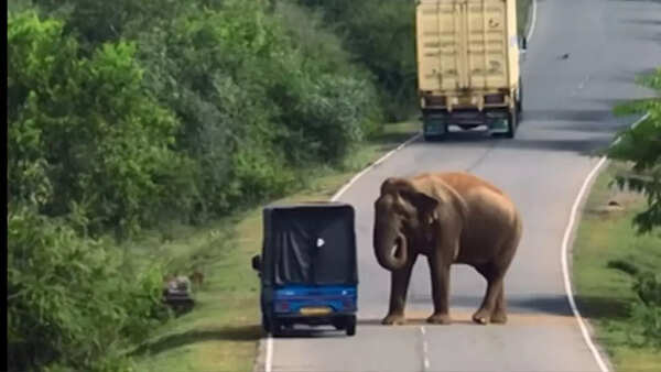 Meet Raja, the 40 year old elephant who collects 'tax' - Times of India