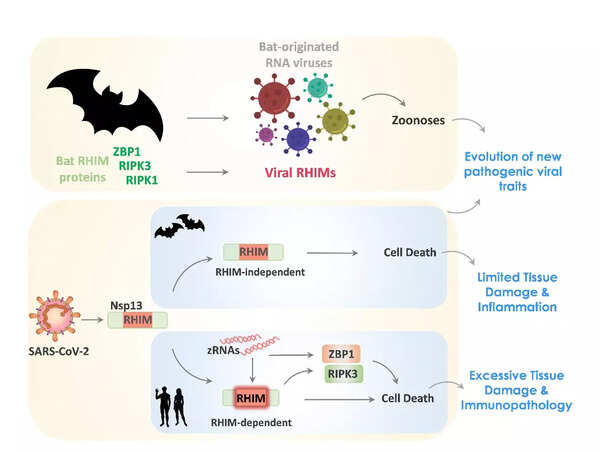 Research Reveals Why Bat Viruses Cause Less Severe Diseases in Humans ...