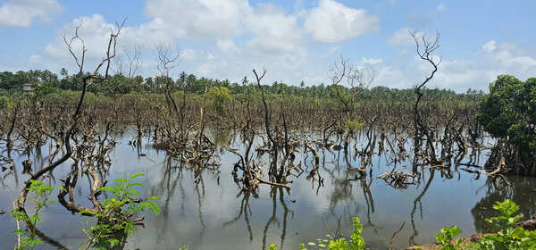 GCZMA told to issue orders to restore Merces mangroves | Goa News ...