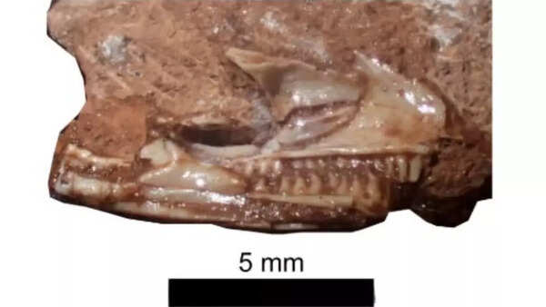 History of evolution rewritten? Discovery of 205-million-year-old ...
