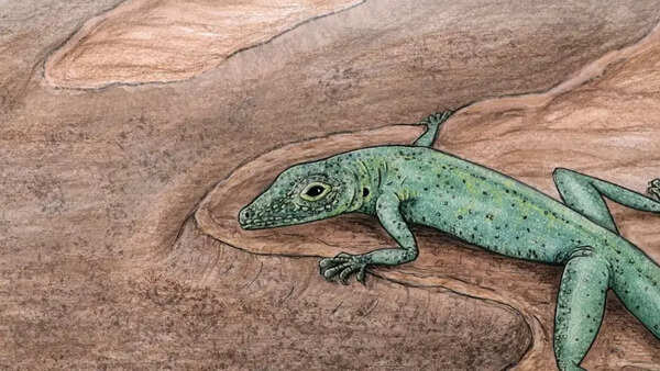 History of evolution rewritten? Discovery of 205-million-year-old ...