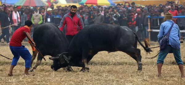 Guwahati High Court imposes ban on Buffalo fight: 6 animals that have been used in history for ...