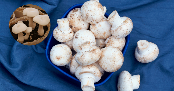 5 lesser-known ways to store mushrooms for more than a week - Times of ...