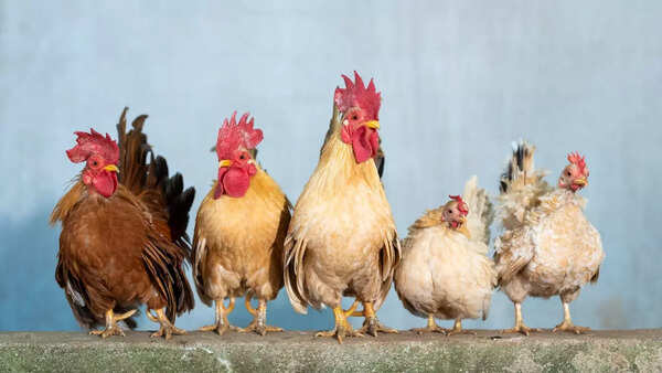 Man accused of stealing hens awaits pardon after decade on death row ...
