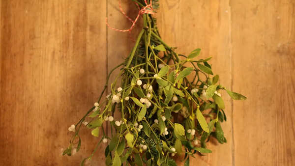 Love, peace, charm and..? Know the healing effects of mistletoe - Times ...