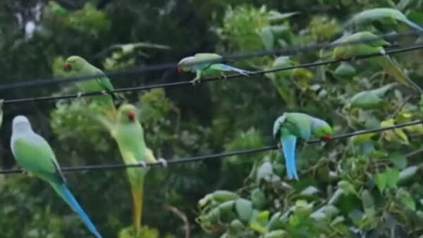 This Chennai-based couple feeds 6000 parrots daily; know why - The ...