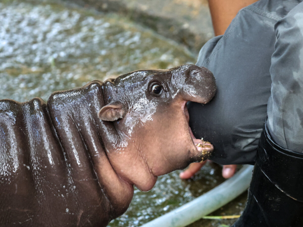 Move over, Moo Deng: Meet the Baby Pygmy hippo born in Virginia just ...
