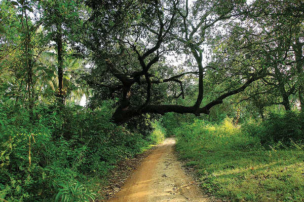 THE LOST CITY | Goa News - Times of India