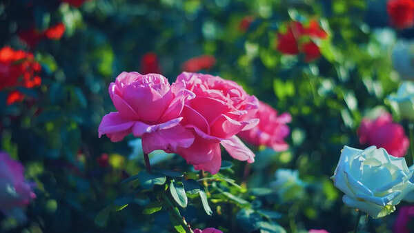 7 things to know about the fourth edition of the Chennai Flower Show ...