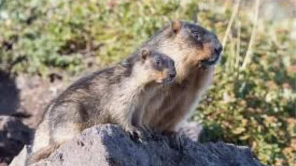 7 unique animals found in Russia | - Times of India