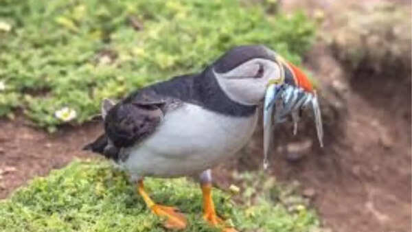 7 unique animals found in Norway | - The Times of India