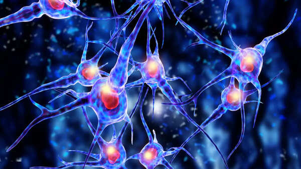 Head injuries may reactivate herpes virus in brain, raise Alzheimer's risk: Study - The Times of ...