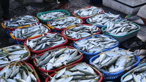 Are you consuming microplastics through fish or seafood? Here’s what we ...