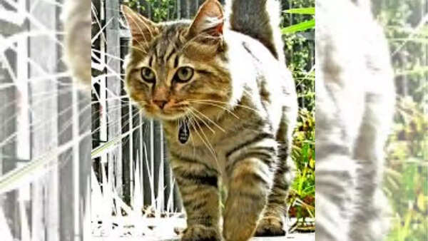 The fascinating world of Bobtail cats | - The Times of India