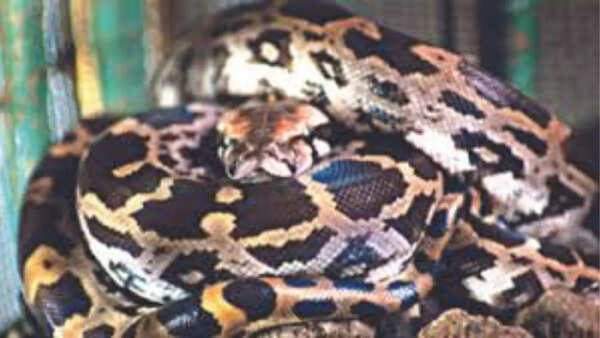 7 animals with weird sleeping style: From hanging to standing | - The ...