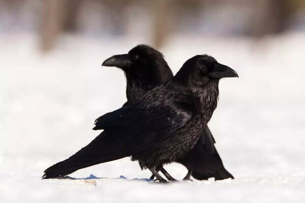 Crows Vs. Ravens: What is the difference between grey and all black ...