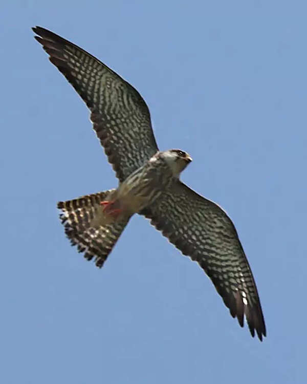 ‘Bird census reflect the climate changes in a locality’ | Events Movie ...