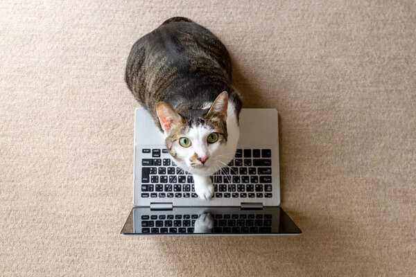 Viral: Woman loses her job as her pet cat sends resignation letter to ...