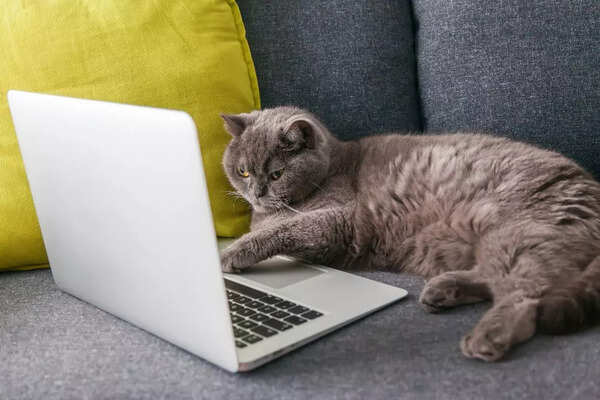 Viral: Woman loses her job as her pet cat sends resignation letter to ...