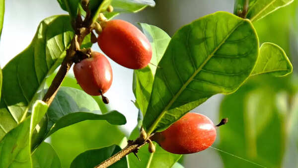 From sour to sweet! Know all about ‘Miracle Berry’ and its benefits ...