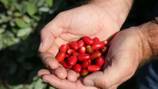 From sour to sweet! Know all about ‘Miracle Berry’ and its benefits ...