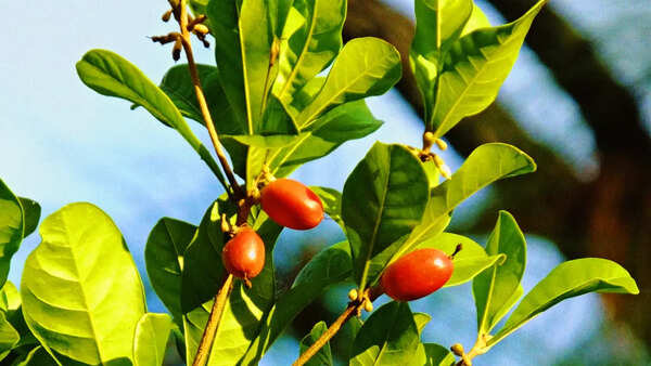 From sour to sweet! Know all about ‘Miracle Berry’ and its benefits ...