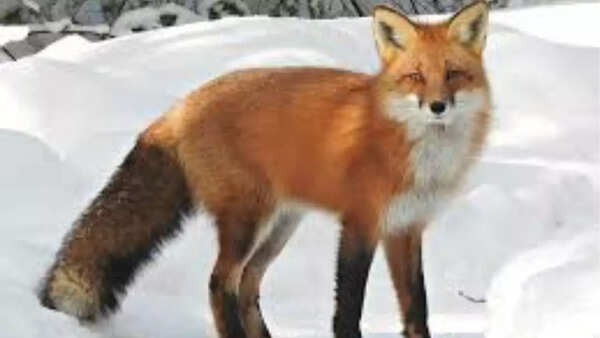 7 fascinating animals found in Belgium | - The Times of India