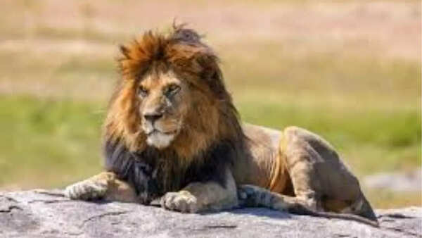 7 most fascinating animals found in Kenya | - The Times of India
