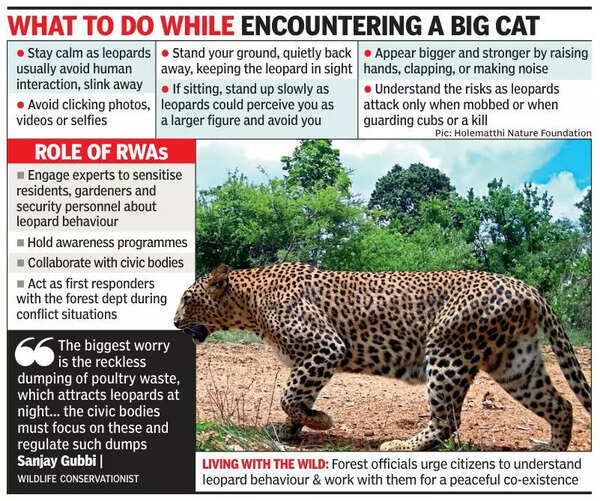 Bengaluru Leopard Sightings: Foresters, experts say Bengaluru must look at co-existing with ...