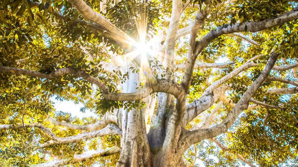 World’s largest banyan tree is in India and it’s called a Living Coffin ...
