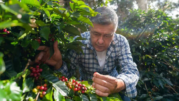 How the Colombian trade war could badly hurt coffee lovers in the US ...