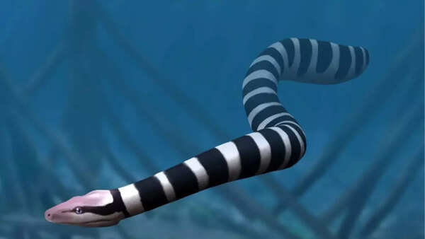 10 deadly prehistoric snakes from ocean predators to dinosaur hunters ...