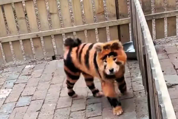Tigers or dogs? This zoo is criticized for dyeing dogs to look like ...