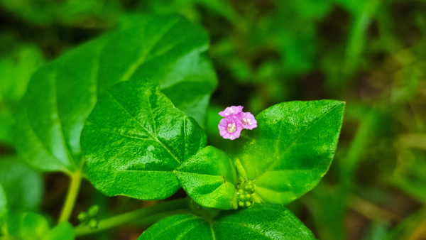 5 Ayurvedic herbal drinks to reduce high uric acid levels | - Times of ...