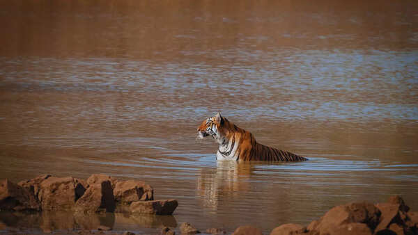 Best tiger reserves and sanctuaries in Maharashtra to spot tigers and ...