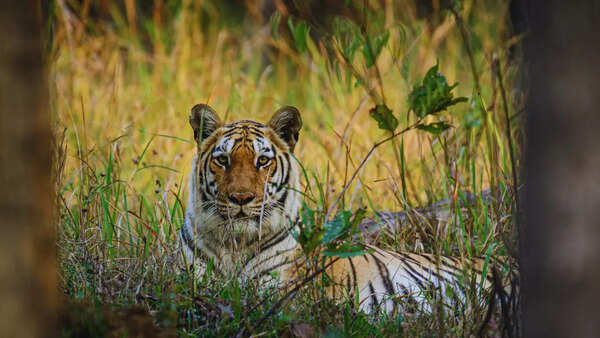Best tiger reserves and sanctuaries in Maharashtra to spot tigers and ...