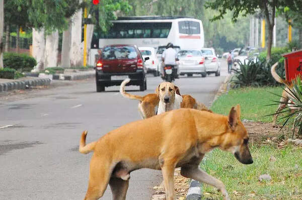 Explained: With world’s largest stray dog population, why India must ...